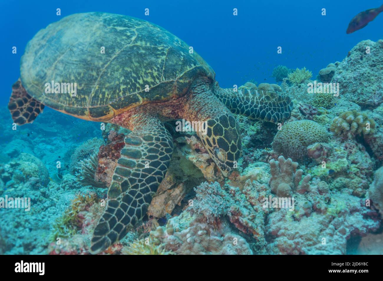 Hawksbill sea turtle at the Tubbataha Reefs Philippines Stock Photo - Alamy