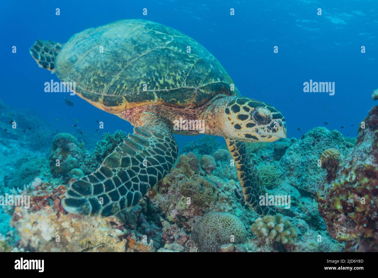 Hawksbill sea turtle at the Tubbataha Reefs Philippines Stock Photo - Alamy