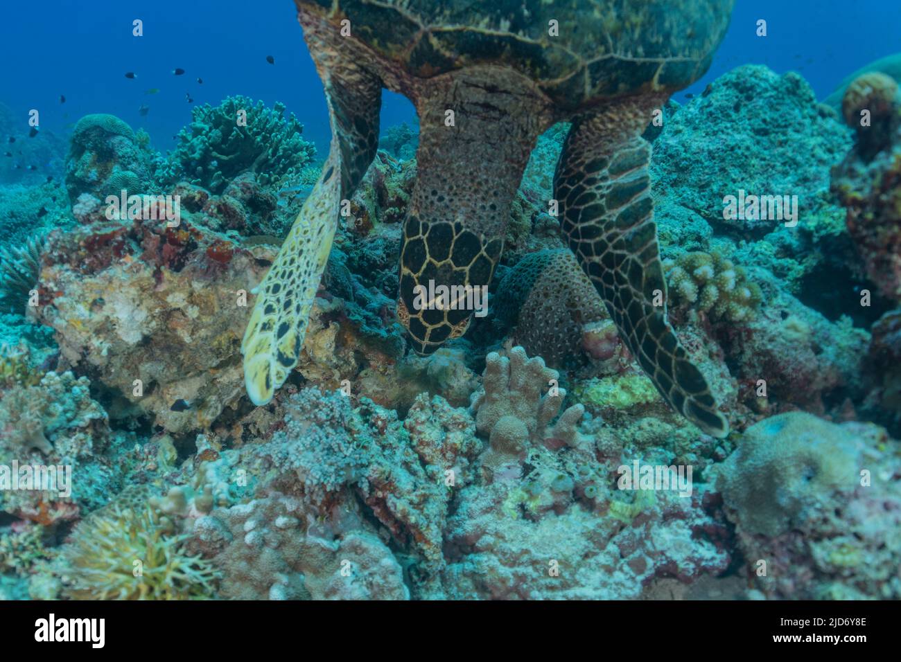 Hawksbill sea turtle at the Tubbataha Reefs Philippines Stock Photo - Alamy