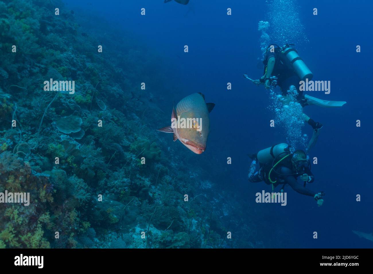 Fish swim at the Tubbataha Reefs Philippines Stock Photo - Alamy