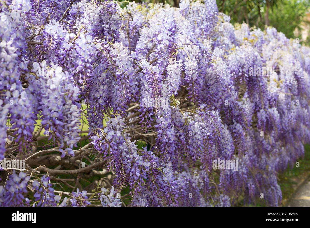 Spring blooming, flowers and leaves of different colors Stock Photo - Alamy
