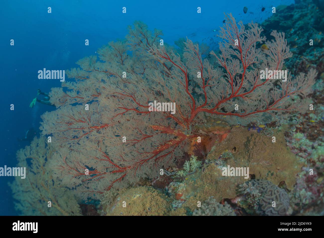 Coral reef and water plants at the Tubbataha Reefs, Philippines Stock ...