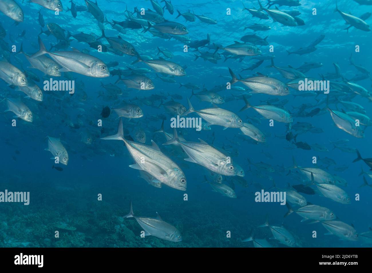 Fish swim at the Tubbataha Reefs Philippines Stock Photo - Alamy