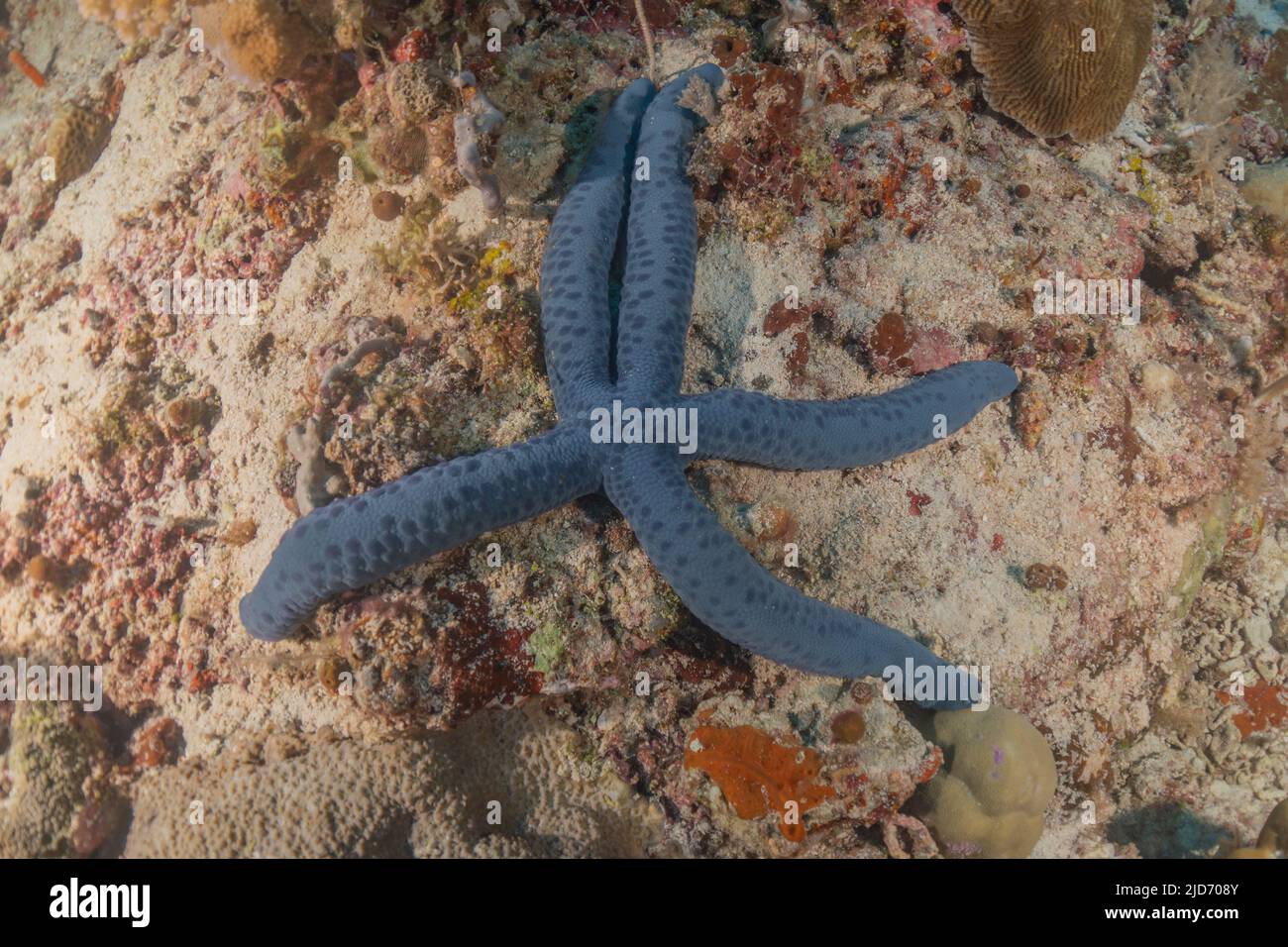 Starfish On the seabed at the Tubbataha Reefs Philippines Stock Photo ...