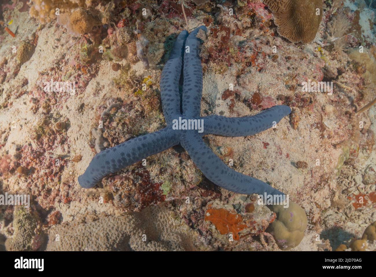 Starfish On the seabed at the Tubbataha Reefs Philippines Stock Photo ...