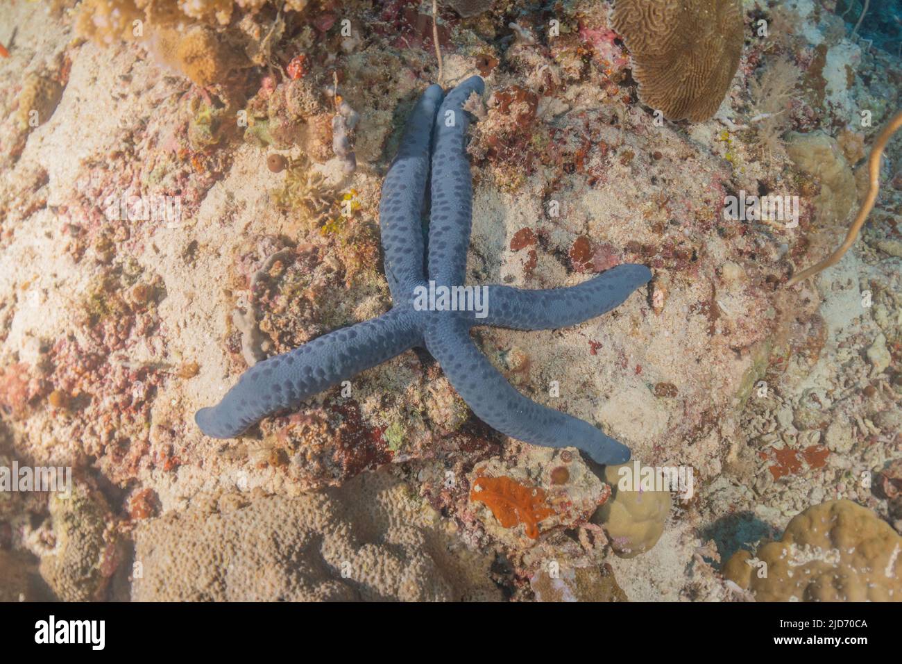 Starfish On the seabed at the Tubbataha Reefs Philippines Stock Photo ...