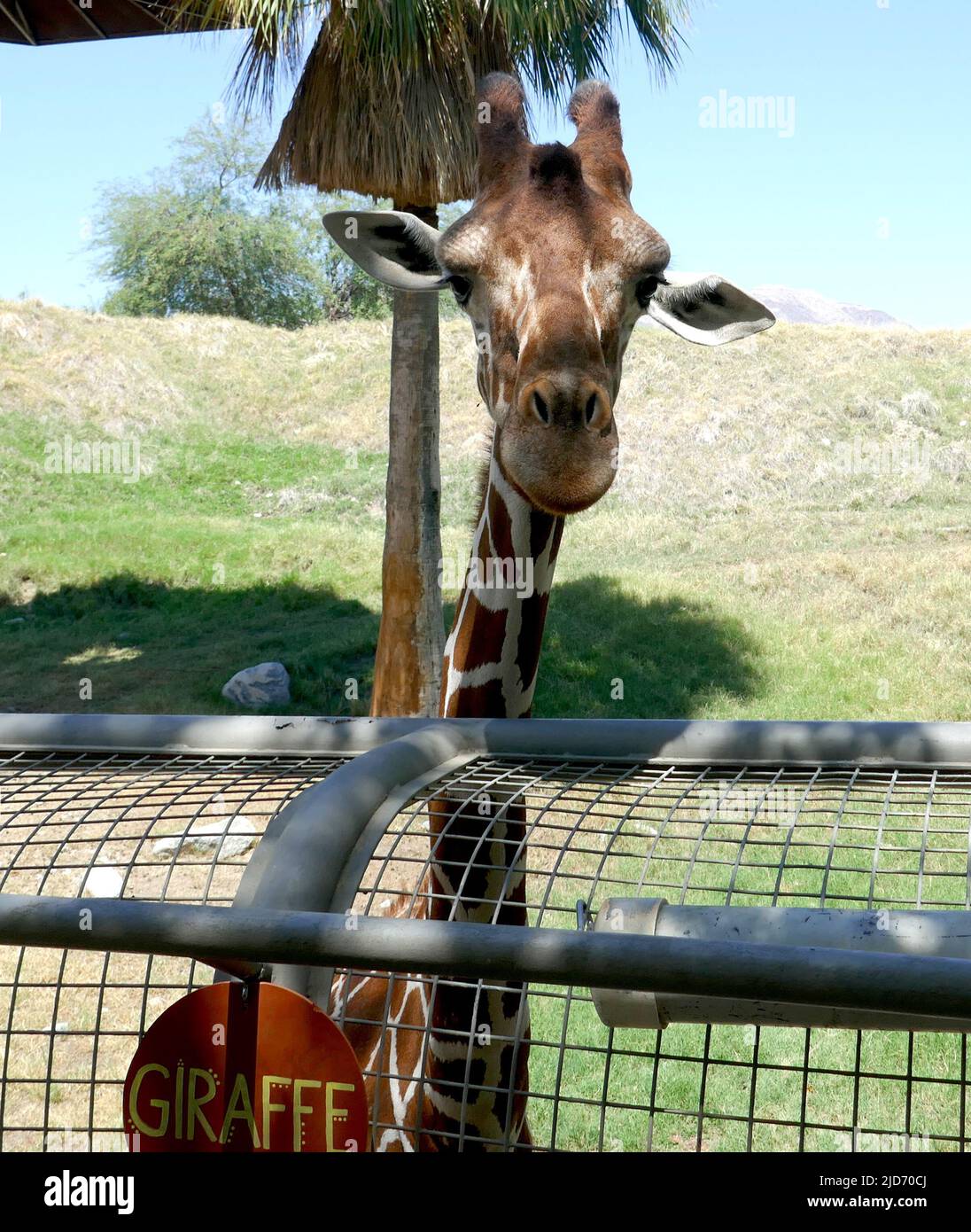 Palm Desert, California, USA 11th June 2022 A Reticulated Giraffe at ...