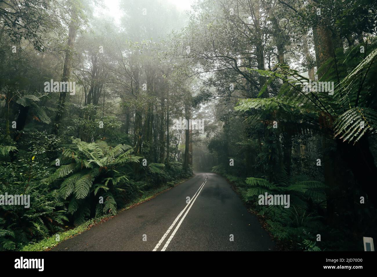 Rainforest road hi-res stock photography and images - Alamy