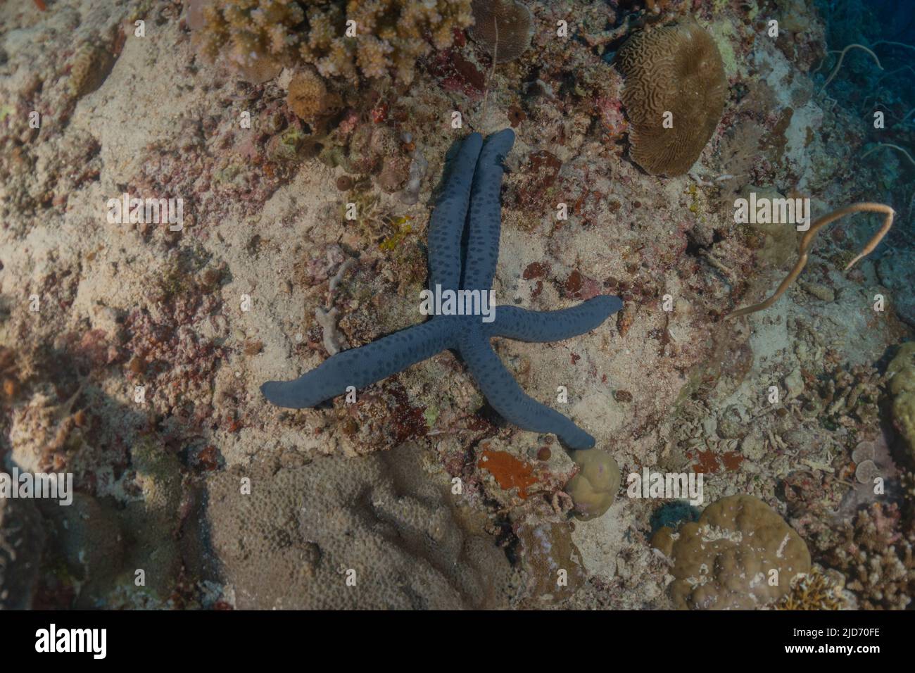 Starfish On the seabed at the Tubbataha Reefs Philippines Stock Photo ...