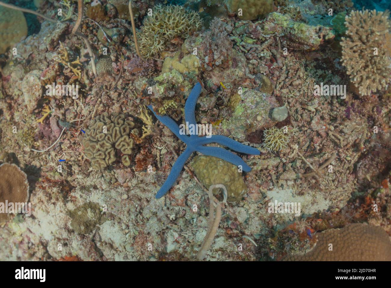 Starfish On the seabed at the Tubbataha Reefs Philippines Stock Photo ...