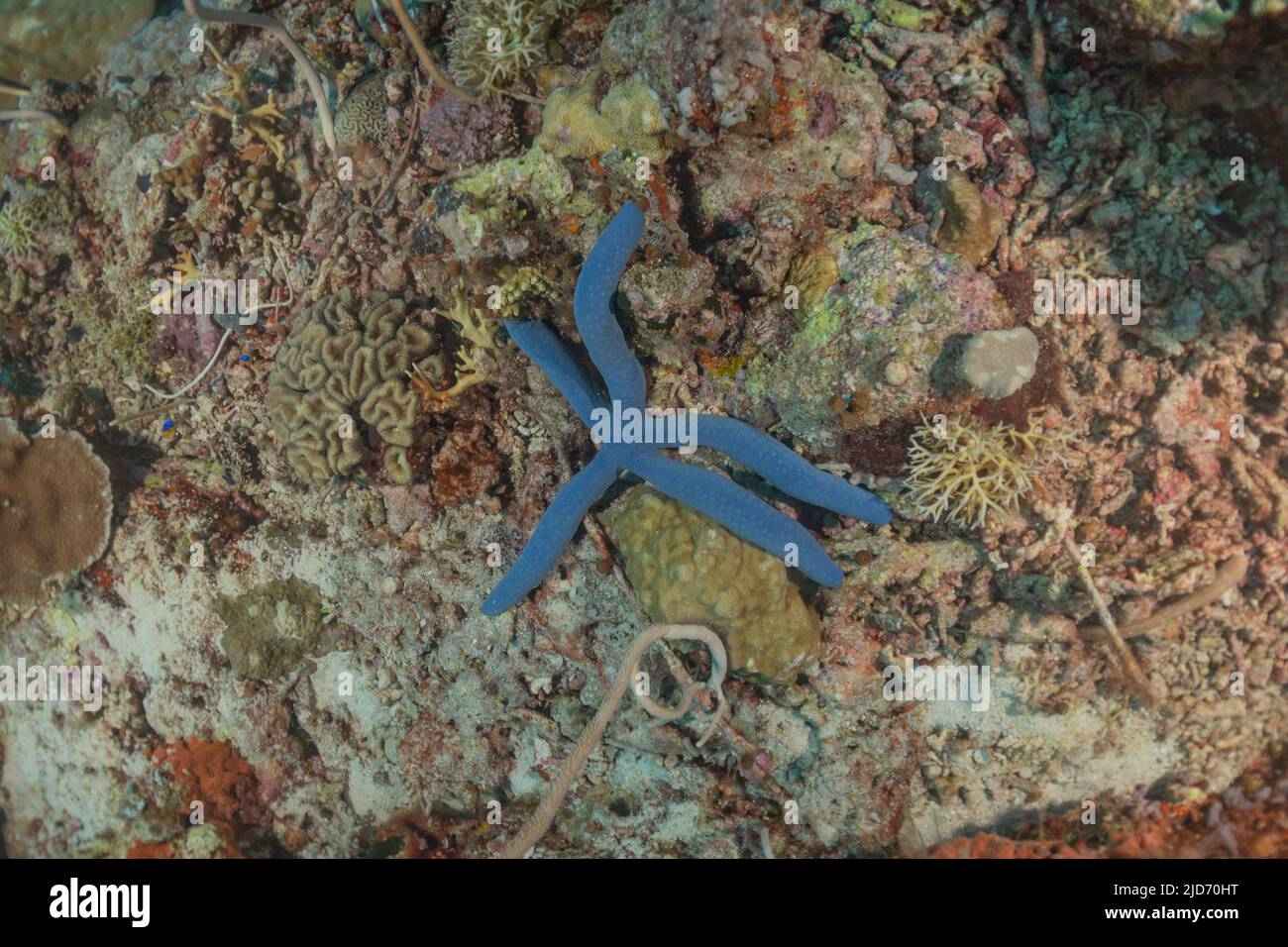 Starfish On the seabed at the Tubbataha Reefs Philippines Stock Photo ...