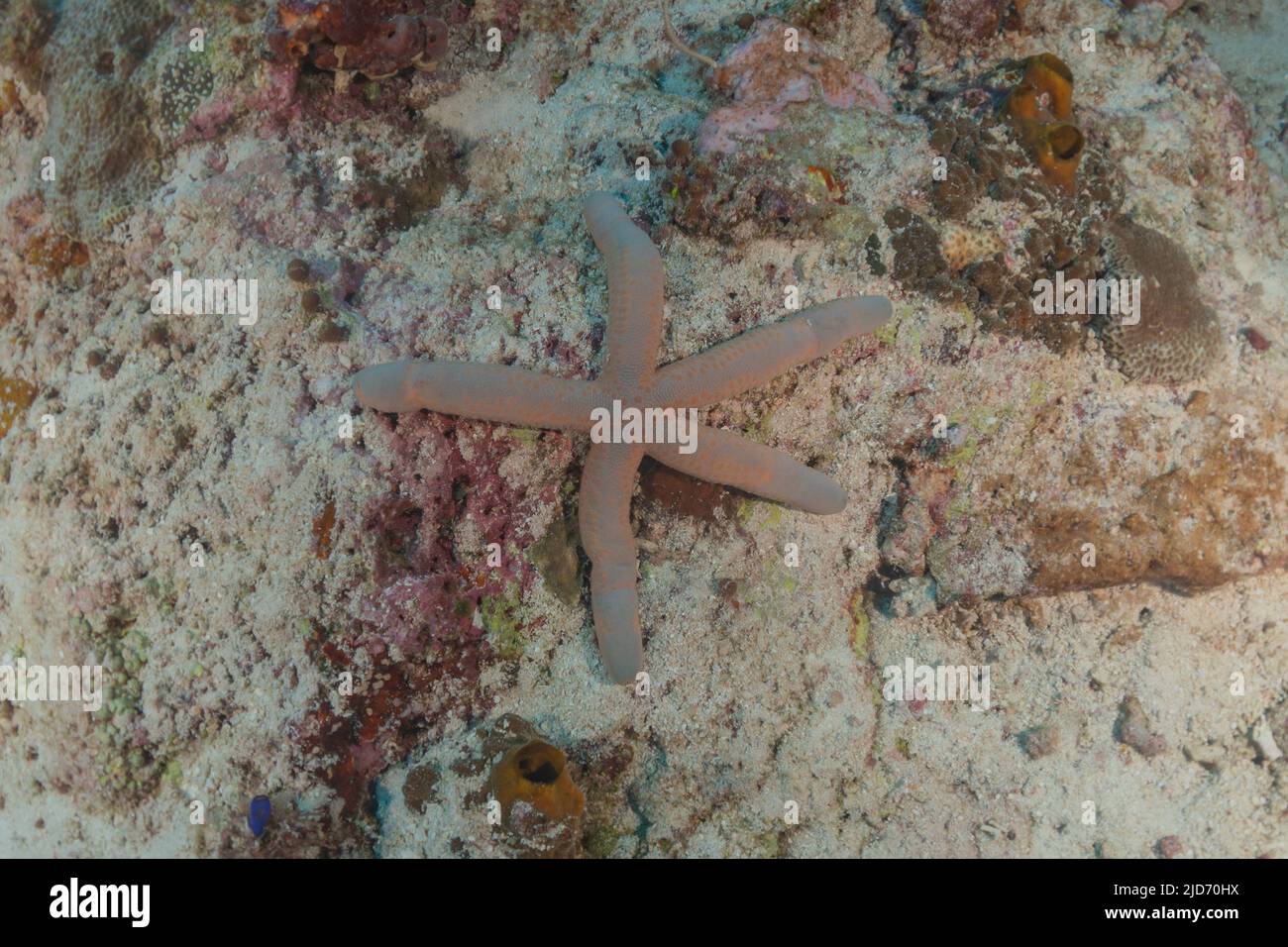 Starfish On the seabed at the Tubbataha Reefs Philippines Stock Photo ...