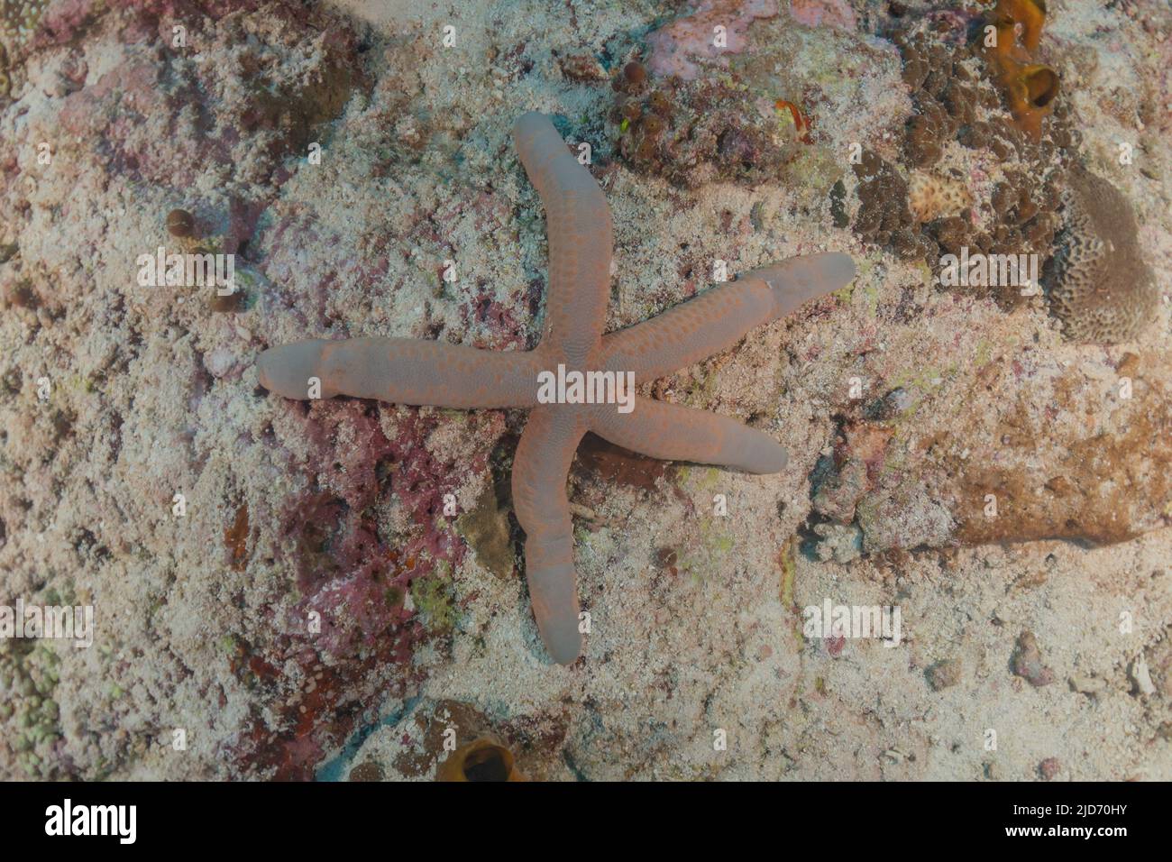 Starfish On the seabed at the Tubbataha Reefs Philippines Stock Photo ...
