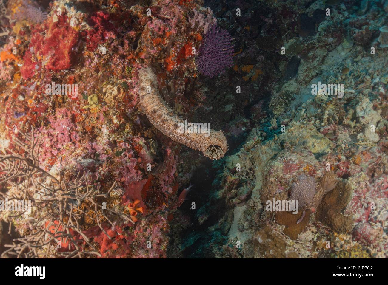 Sea cucumber in the Red Sea Colorful and beautiful, Eilat Israel Stock ...