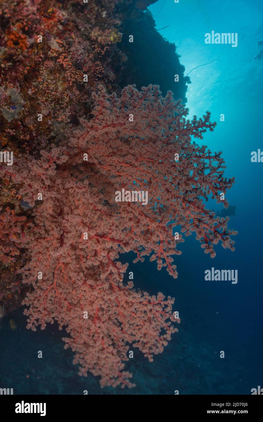 Coral reef and water plants at the Tubbataha Reefs, Philippines Stock ...