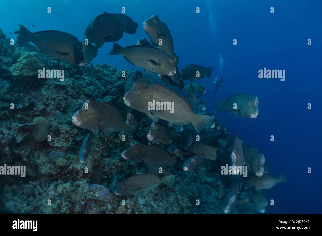 Fish swim at the Tubbataha Reefs Philippines Stock Photo - Alamy