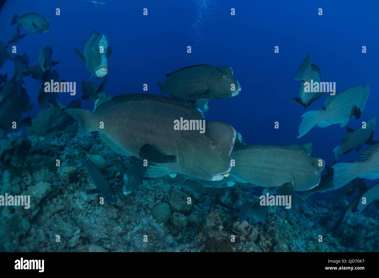 Fish swim at the Tubbataha Reefs Philippines Stock Photo - Alamy