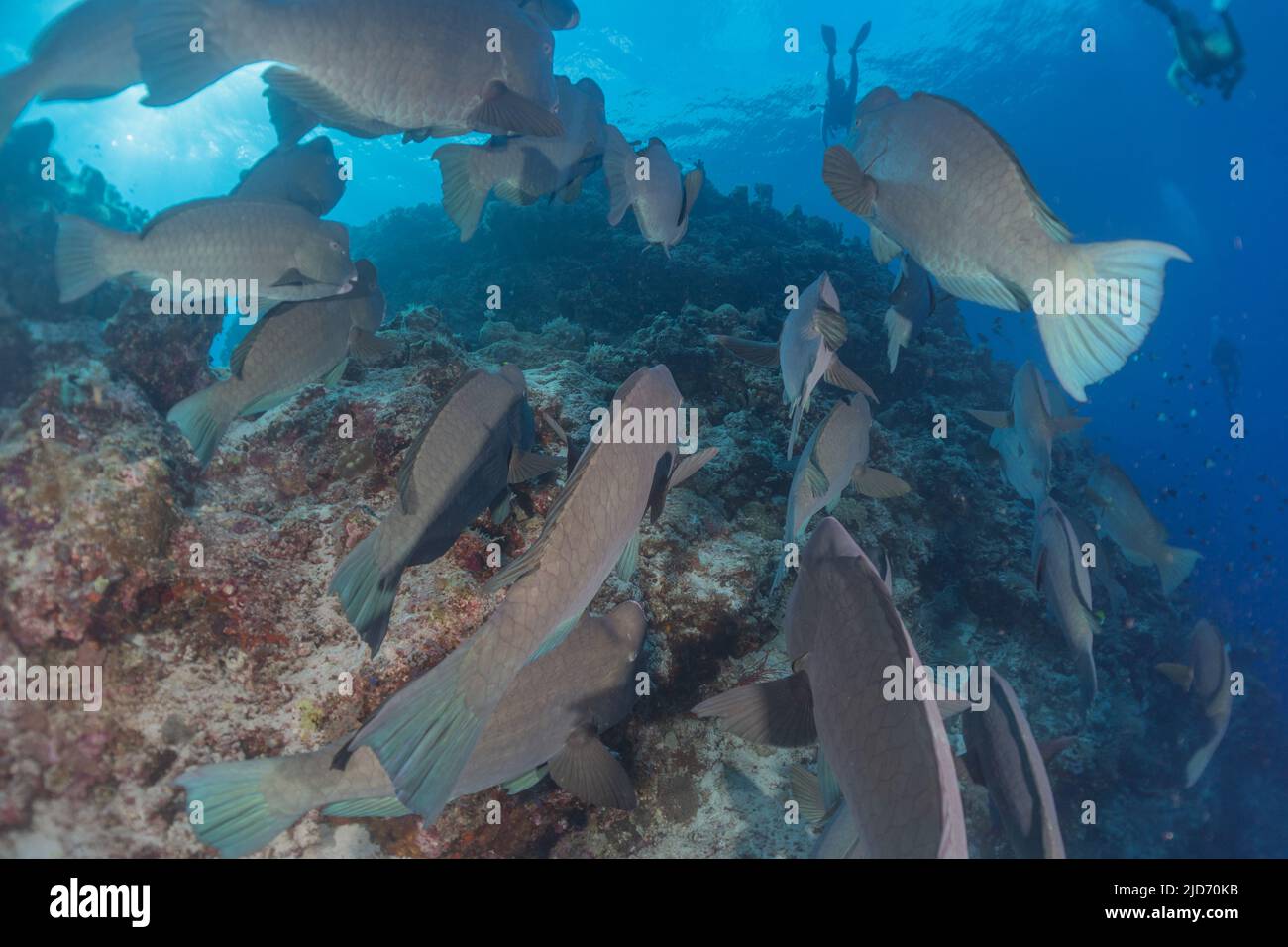 Fish swim at the Tubbataha Reefs Philippines Stock Photo - Alamy