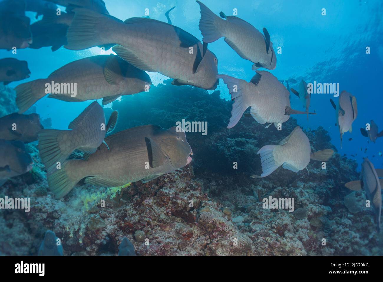 Philippines underwater coral reef fish hi-res stock photography and ...