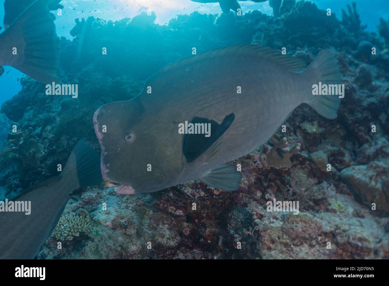 Fish swim at the Tubbataha Reefs Philippines Stock Photo - Alamy