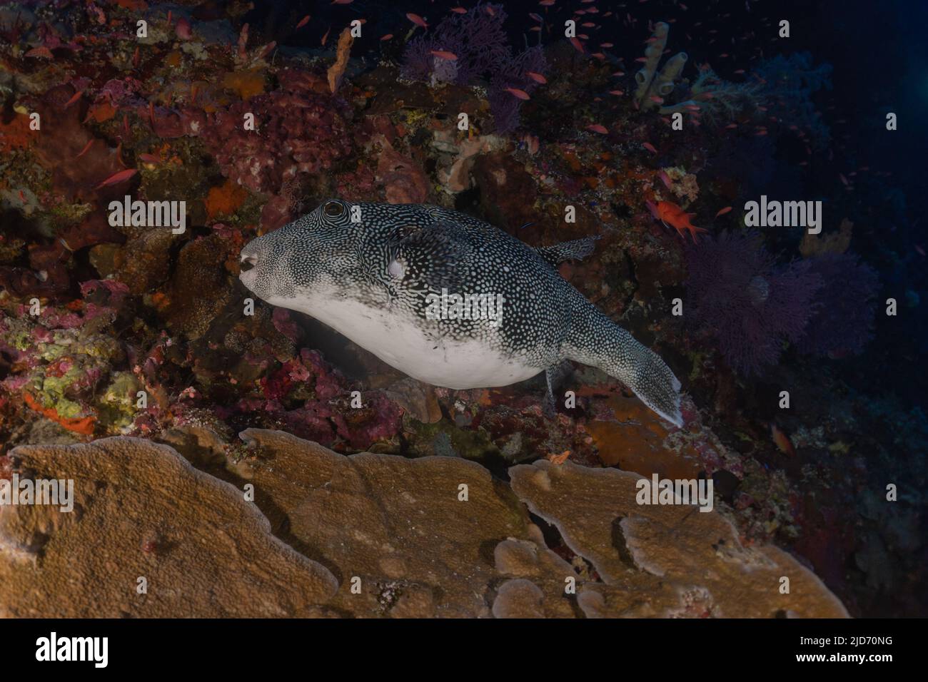 Philippines underwater coral reef fish hi-res stock photography and ...