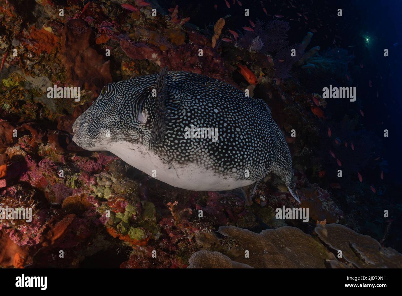 Philippines underwater coral reef fish hi-res stock photography and ...