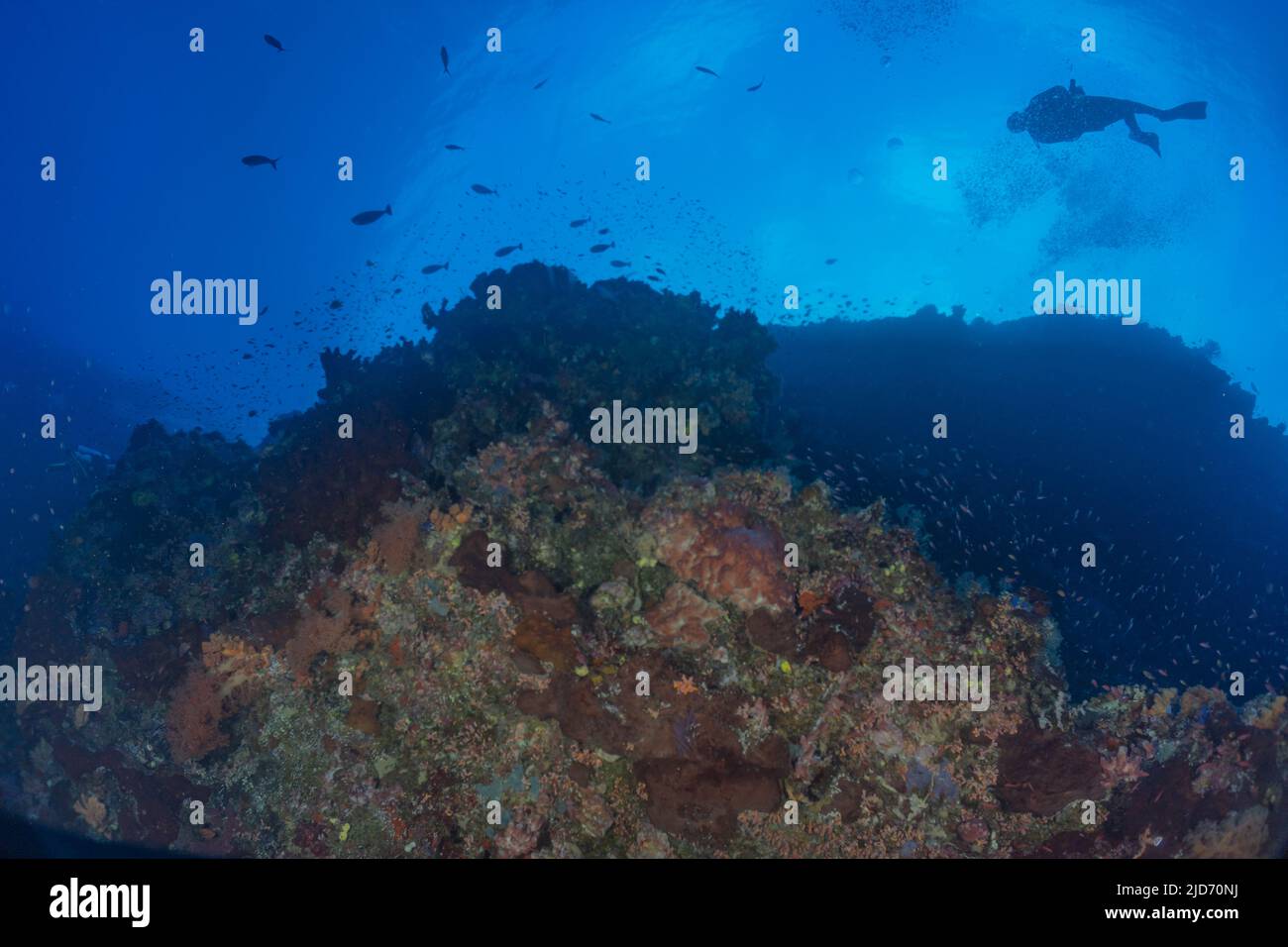Coral reef and water plants at the Tubbataha Reefs, Philippines Stock ...
