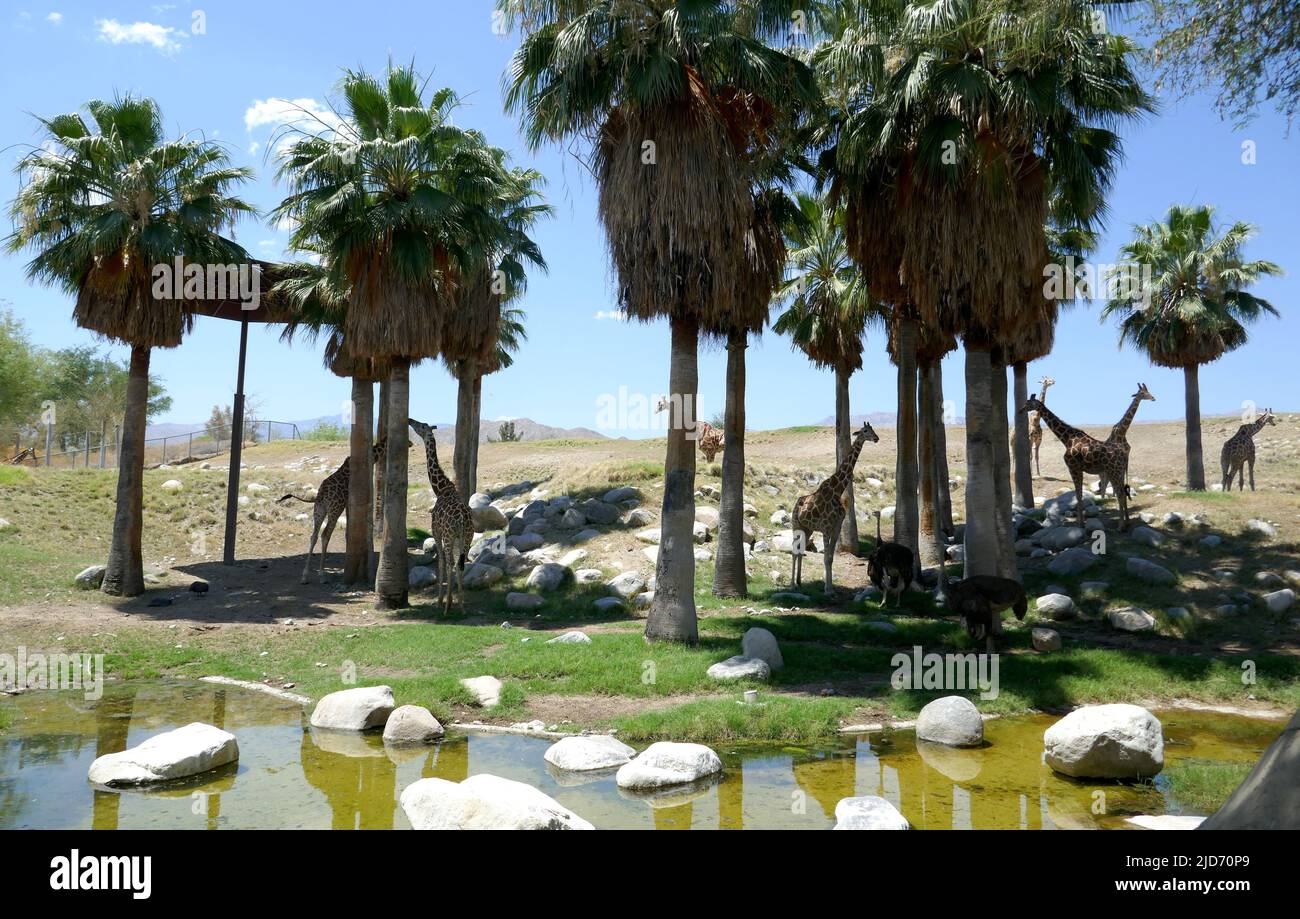 Palm Desert, California, USA 11th June 2022 Reticulated Giraffes at The ...