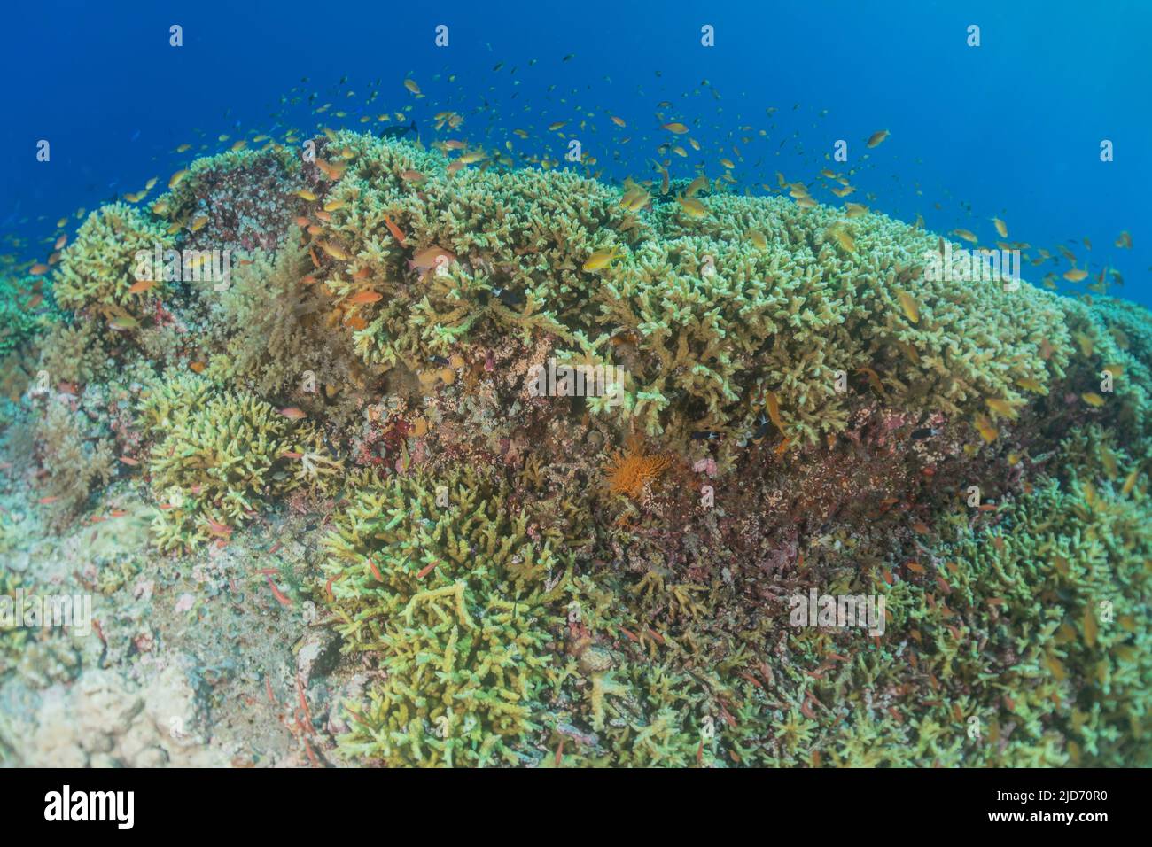 Coral reef and water plants at the Tubbataha Reefs, Philippines Stock ...