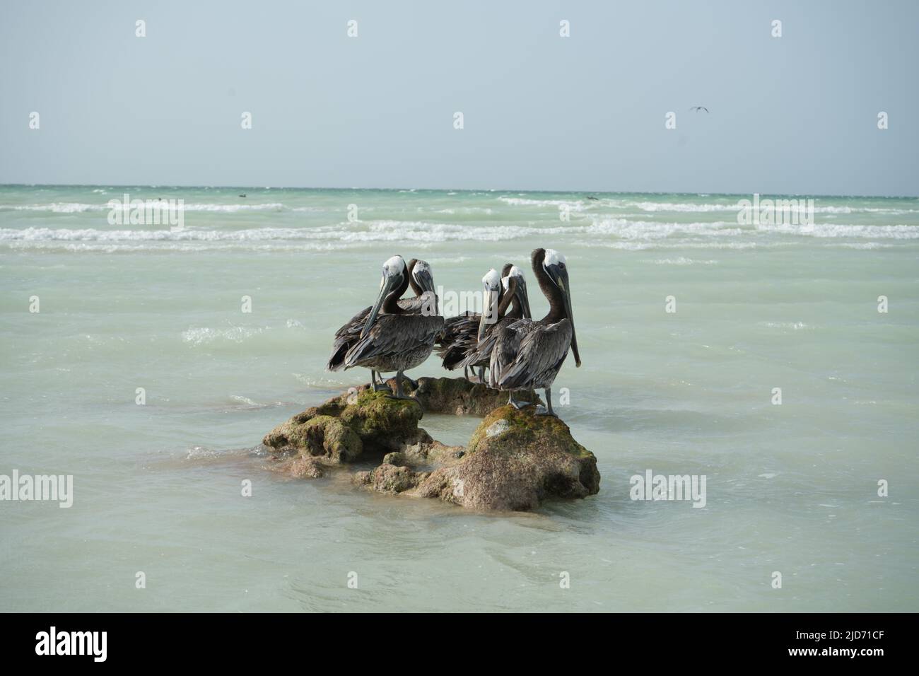 Pelicans on the rocks. Wildlife in Yucatan Stock Photo - Alamy