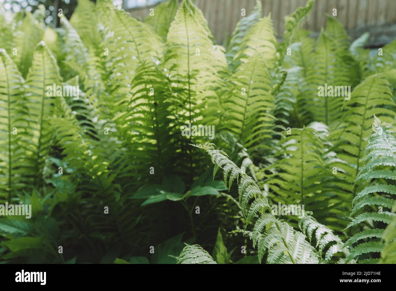 Fantasy fern bushes. Background, texture Stock Photo - Alamy