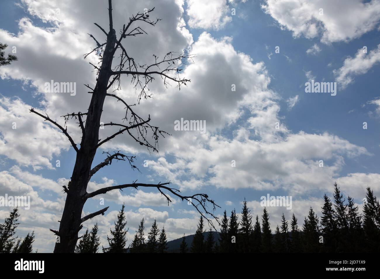 Silhouette of a tree on a background of blue sky. In the mountains of ...