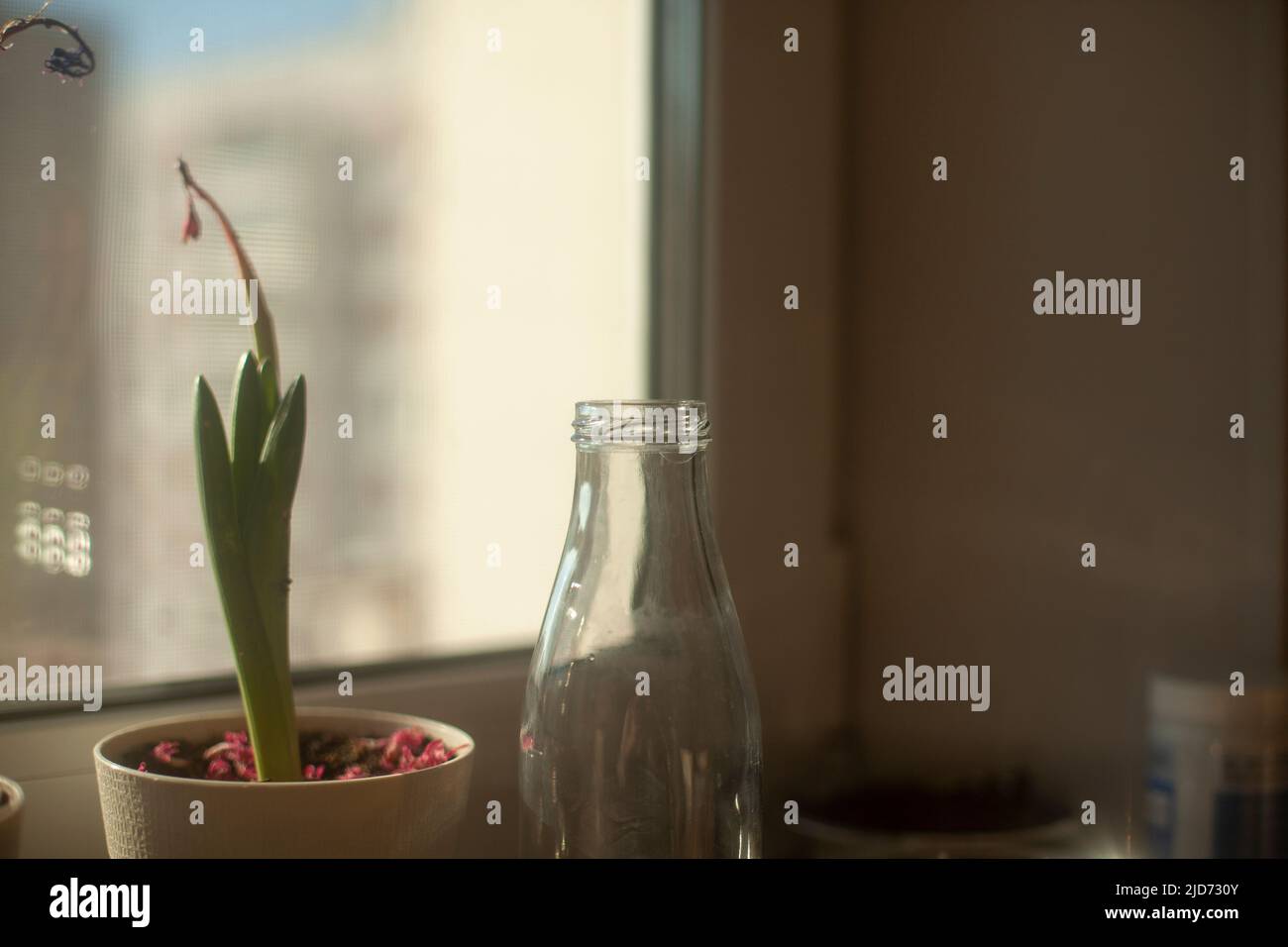 Houseplant. Items on window. Green plant in interior Stock Photo - Alamy