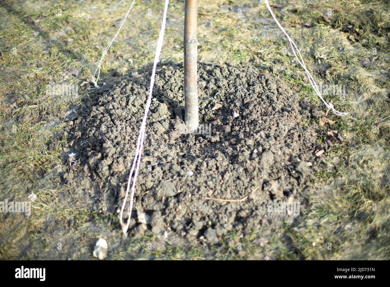 Planting tree in ground in park. Sapling in ground. Planting Stock ...