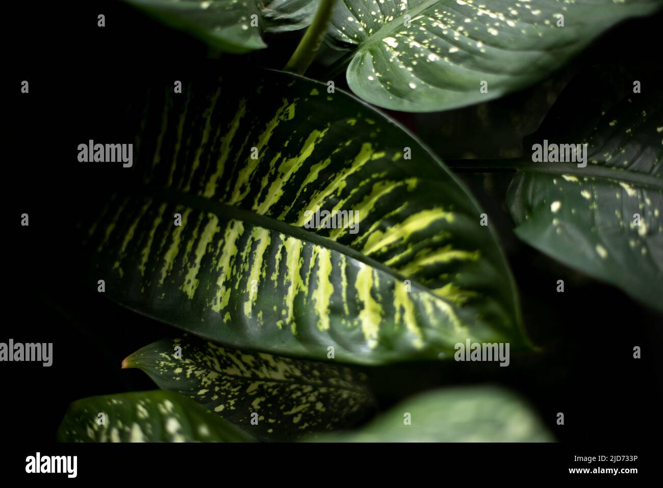 Large green leaf. Houseplant. Large leaf of plant in natural light ...