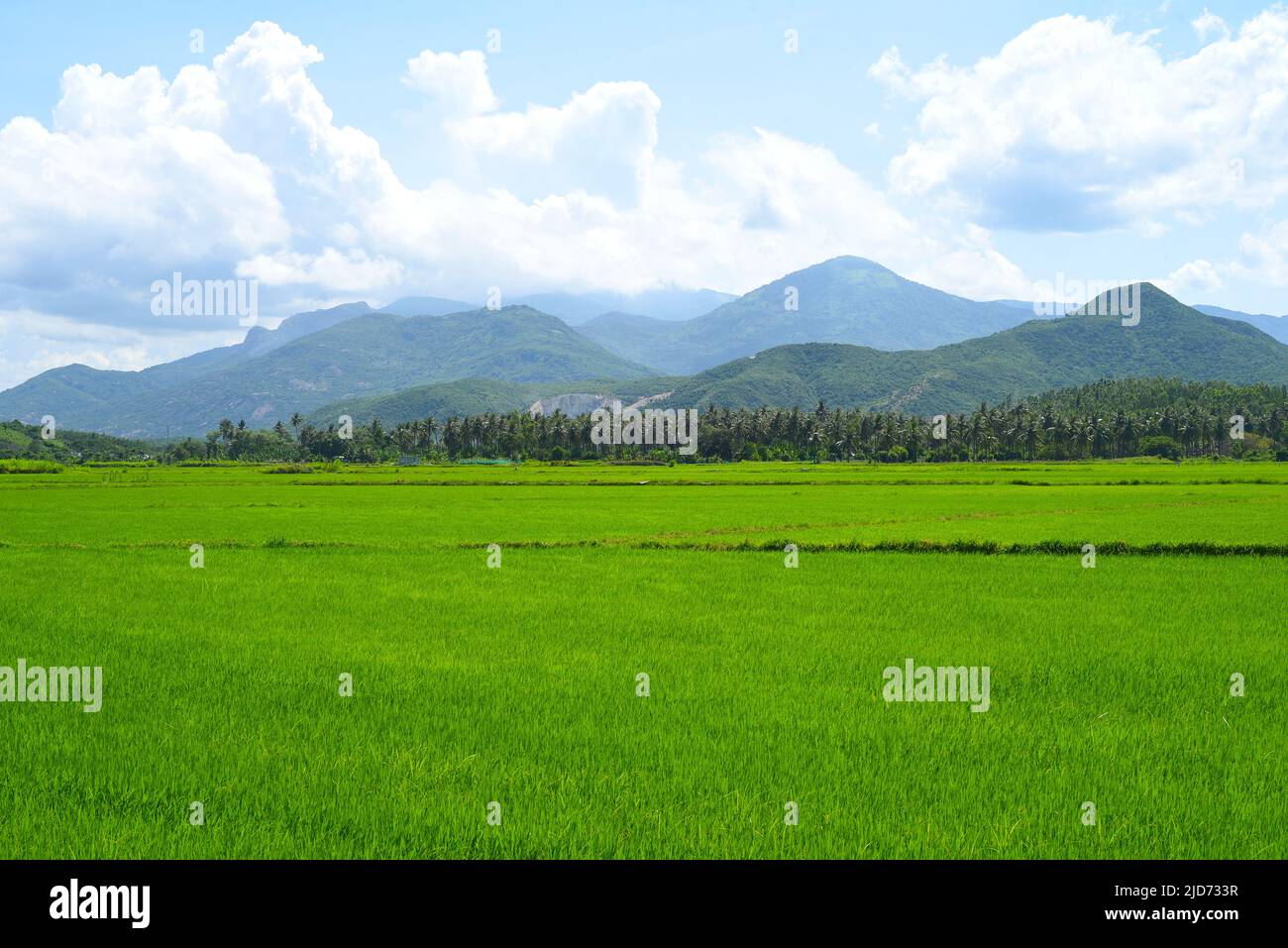 Bright field of rice growing in Vietnam Stock Photo - Alamy