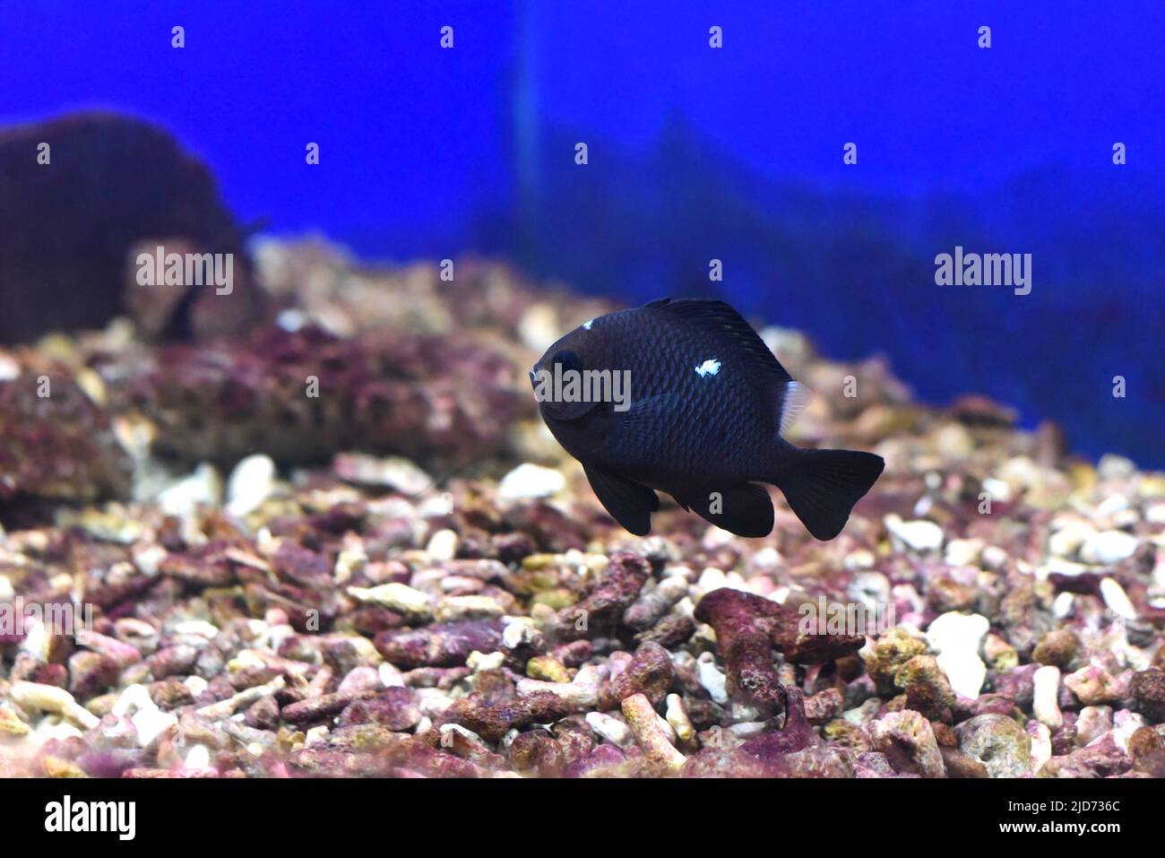 Threespot hi-res stock photography and images - Alamy