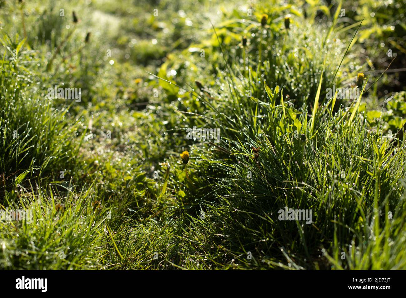Green grass in dew. Small drops on grass. Soft light on plants ...