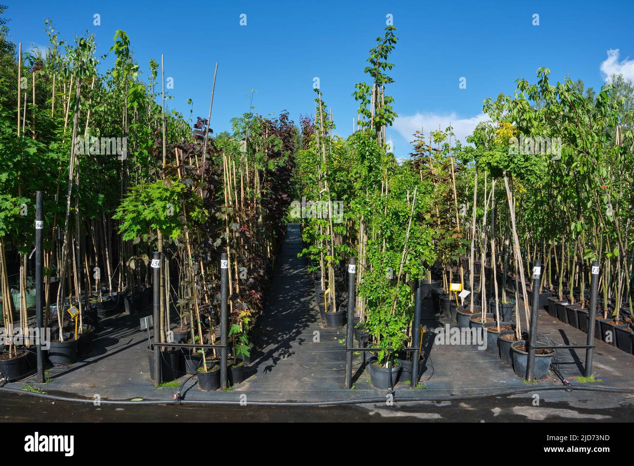 Rows of young trees in plastic pots. Rows of potted seedling of trees ...