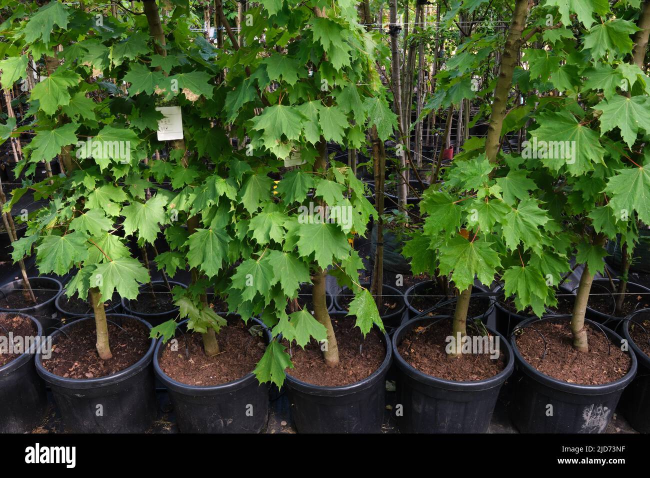 Maple tree seedling hi-res stock photography and images - Alamy