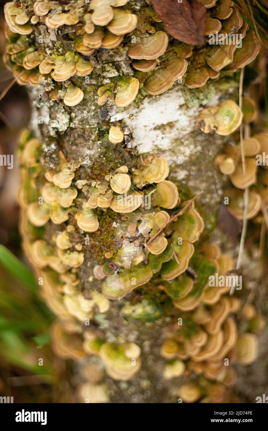 Nature in forest. Plants in autumn. Faded colors in swamp Stock Photo ...