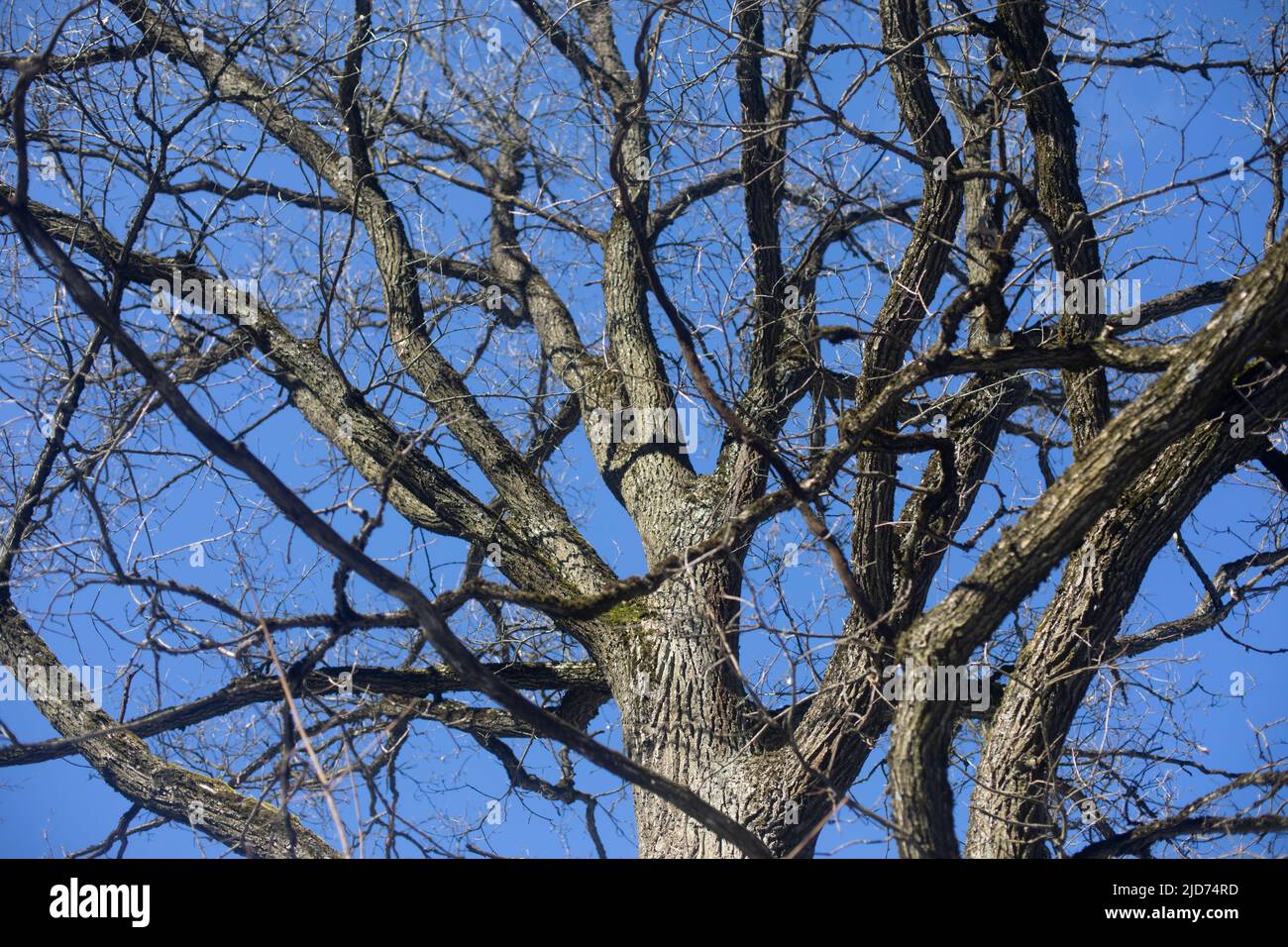Branches without leaves. Tree against blue sky. Shoot branches from ...