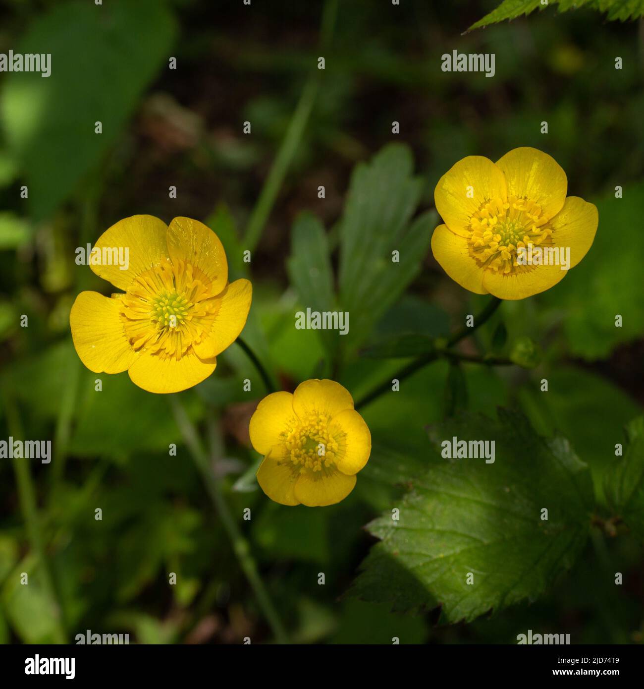 Alpine wild flower Ranunculus repens (creeping buttercup). Biella ...