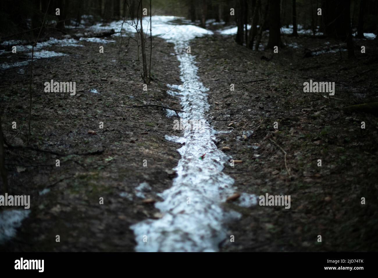 Path of snow in forest. Melted trail in park. Nature in spring evening ...