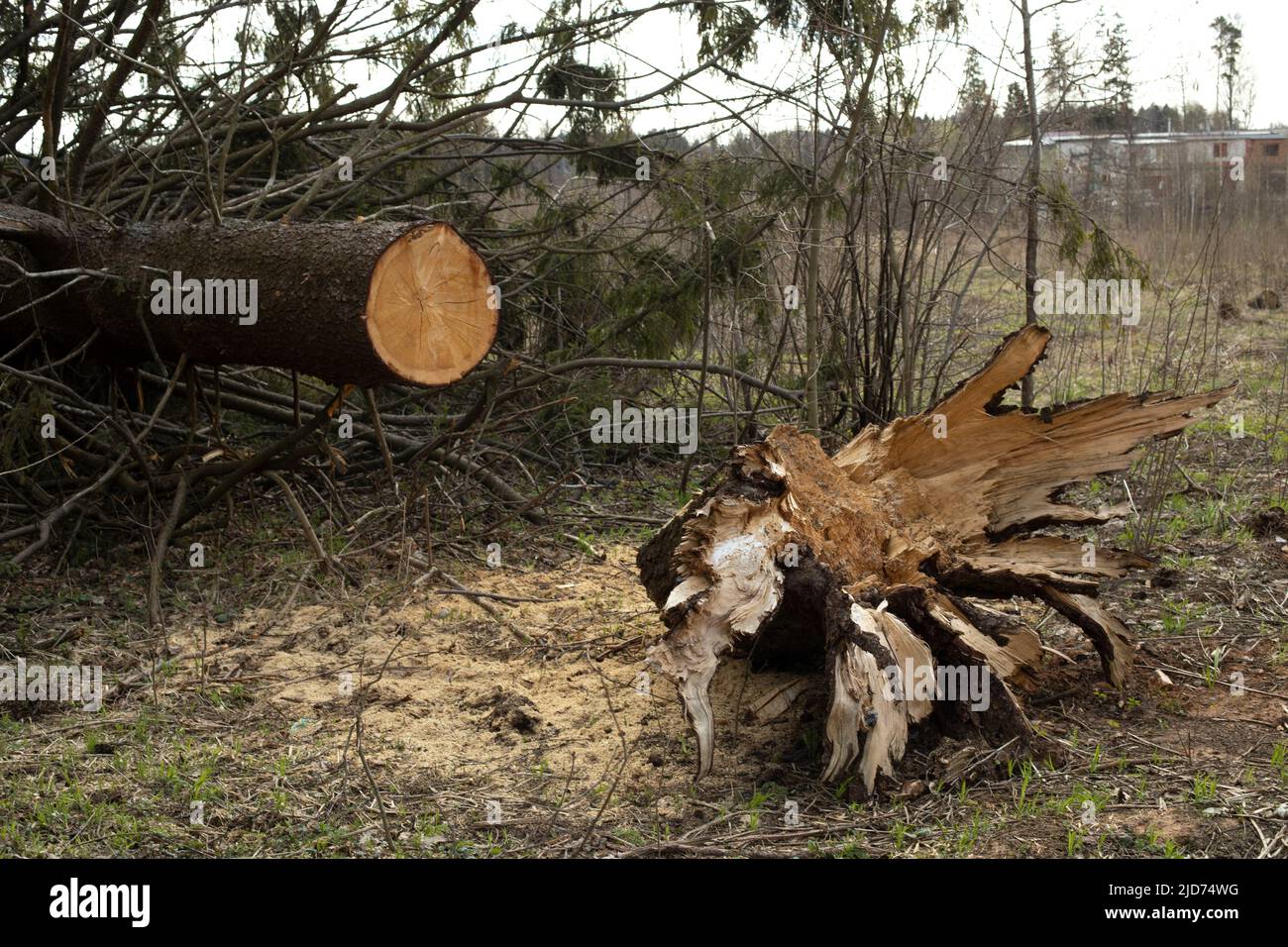 Felled tree. Fallen tree in woods. Huge spruce. Fallen plant Stock ...