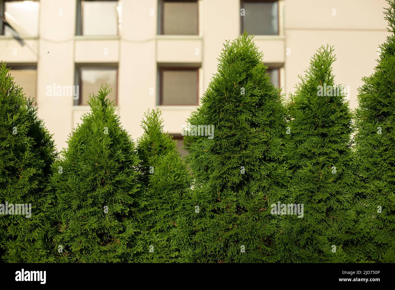 Green plants near house. Coniferous trees and building. Park plants ...