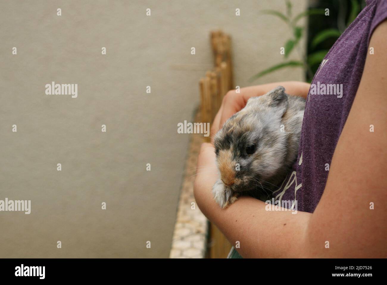 A teenage girl is holding a cute fluffy rabbit in her arms. Girl is ...