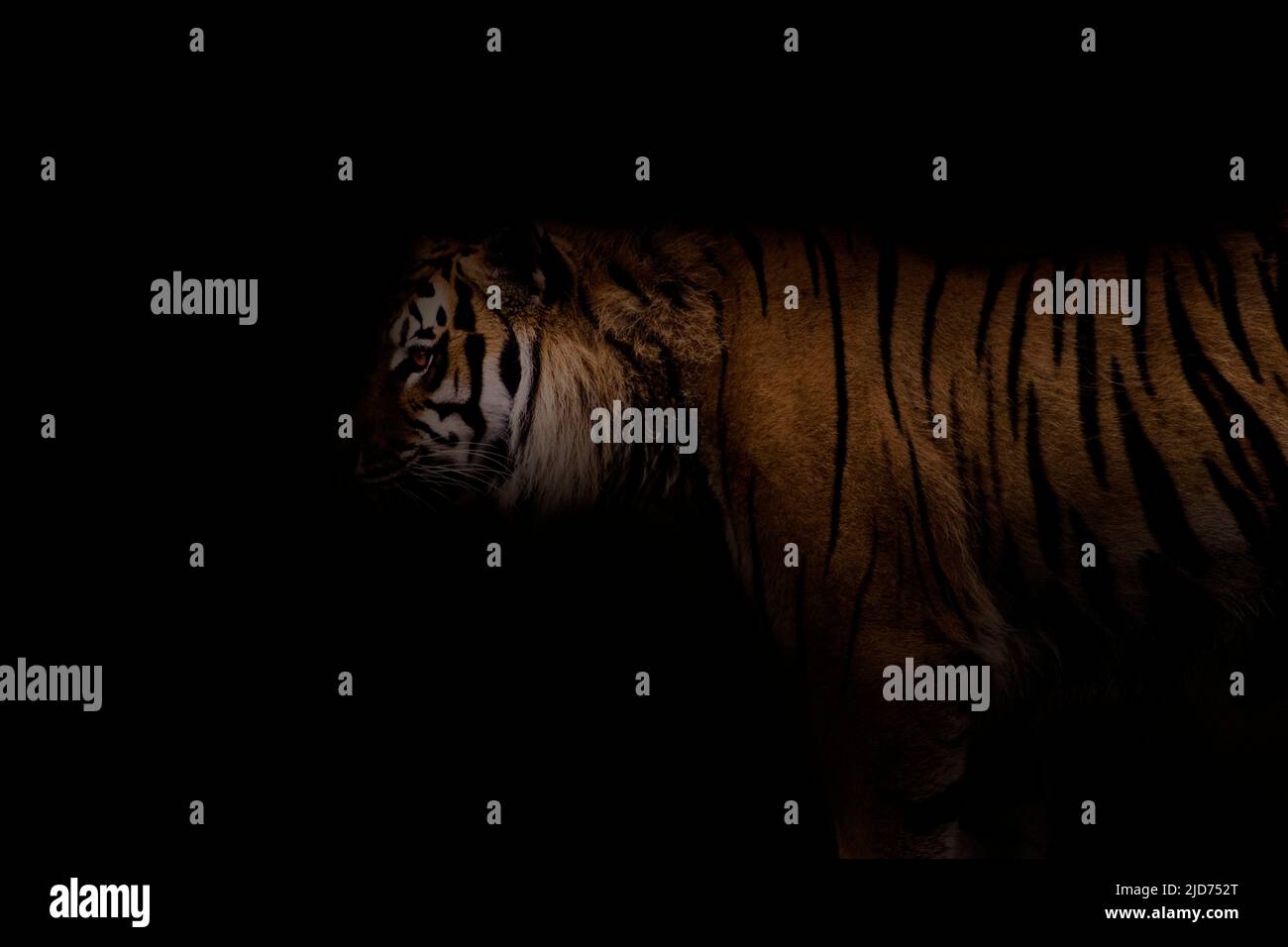 Tiger in pure dark Stock Photo - Alamy