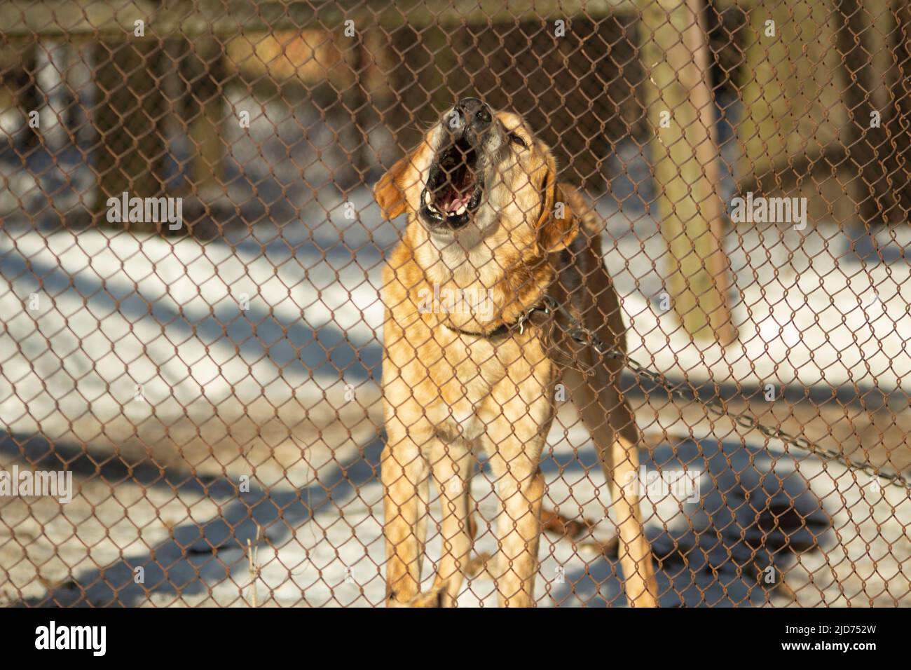 Dog is behind bars. Kennel for dogs. Angry dog behind fence Stock Photo ...