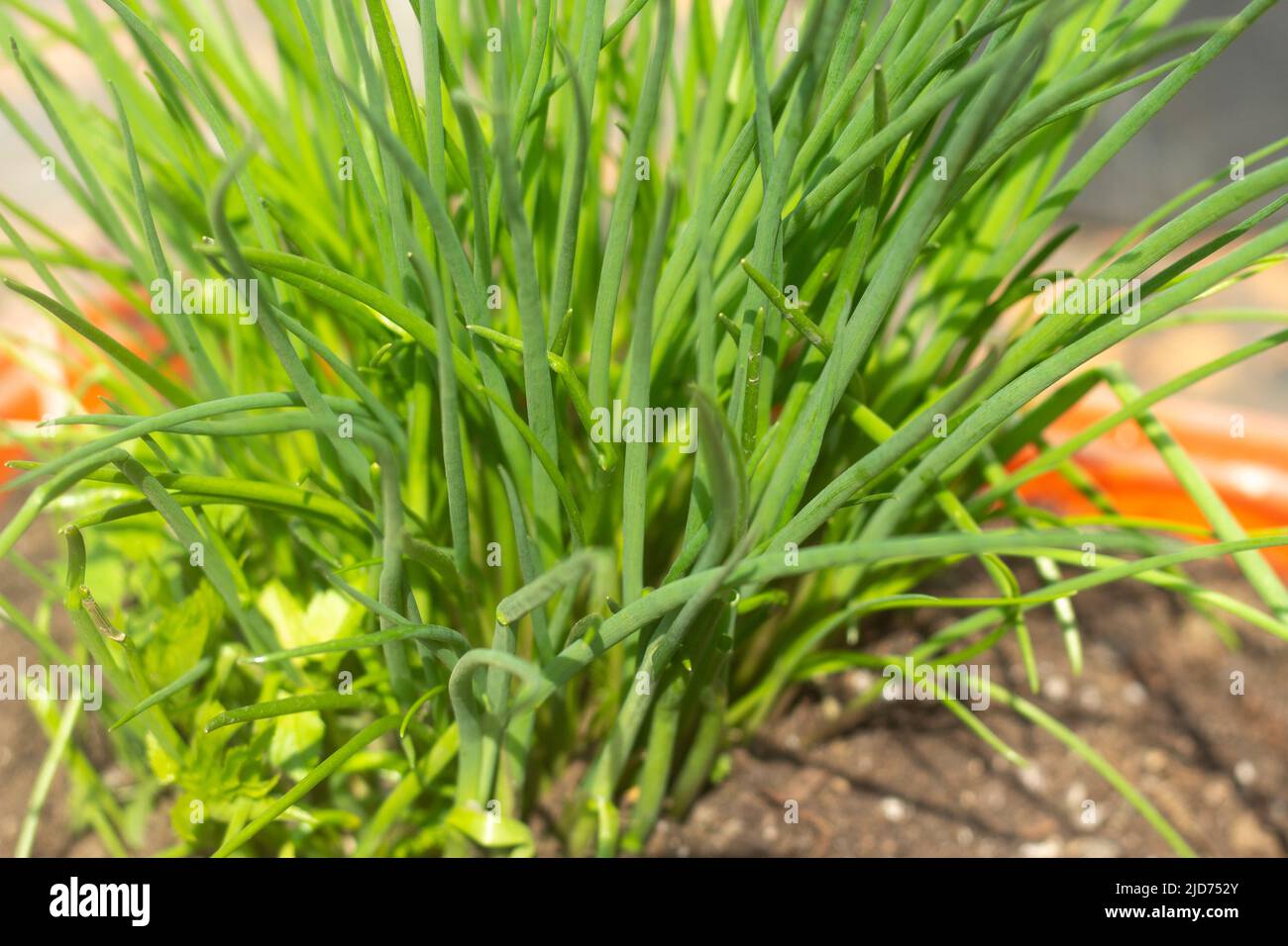 Onion stalks hi-res stock photography and images - Alamy